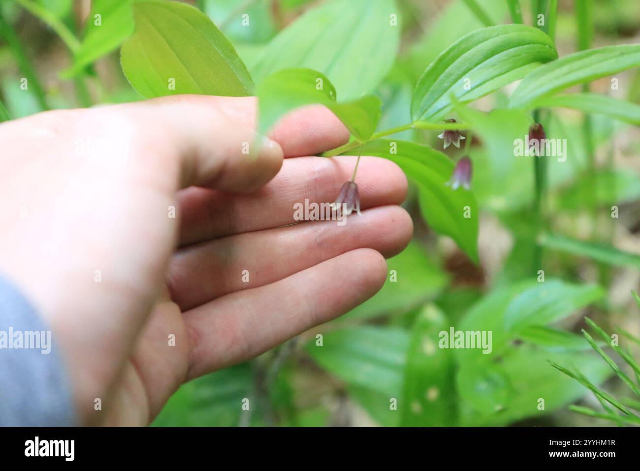 rose twisted-stalk (Streptopus lanceolatus Stock Photo - Alamy