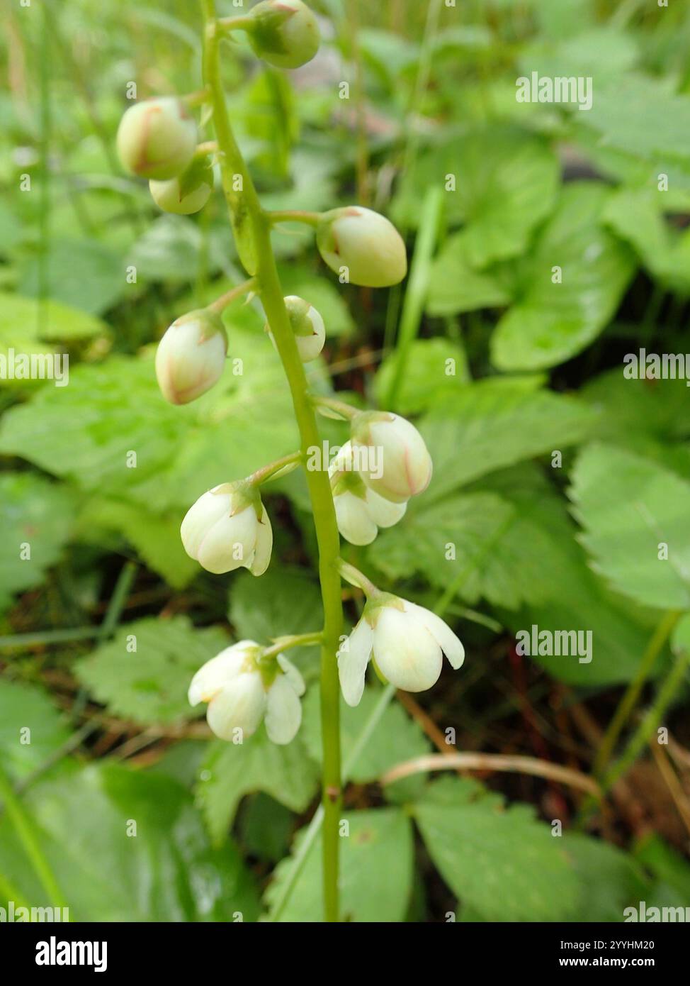 shinleaf (Pyrola elliptica Stock Photo - Alamy