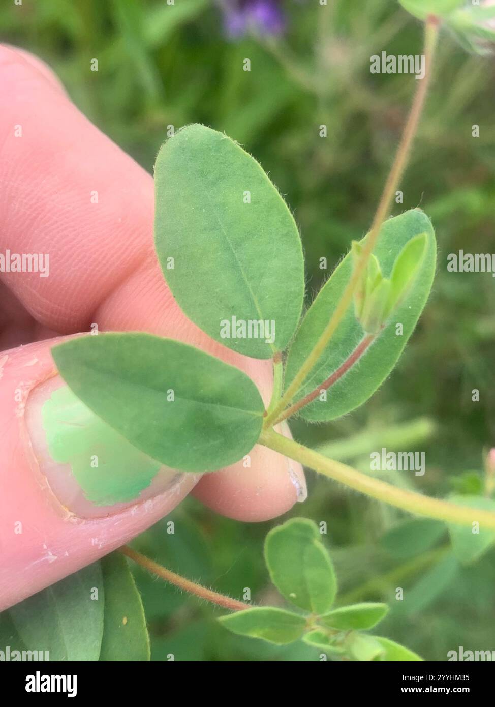 Spanish clover (Acmispon americanus Stock Photo - Alamy