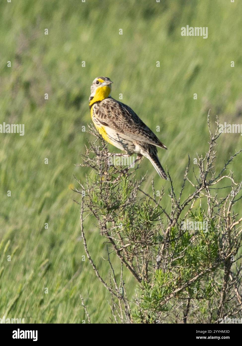 Western Meadowlark (Sturnella neglecta Stock Photo - Alamy