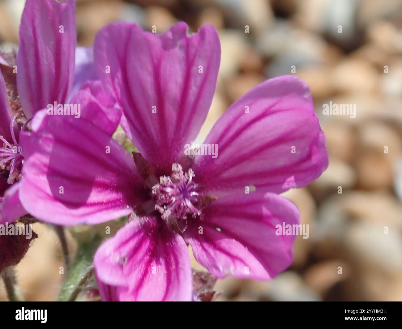 Common Mallow (Malva sylvestris Stock Photo - Alamy