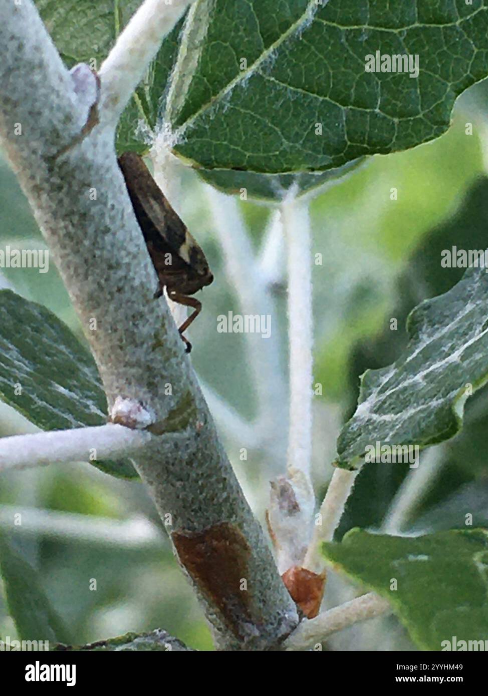 Alder Spittlebug (Aphrophora alni Stock Photo - Alamy