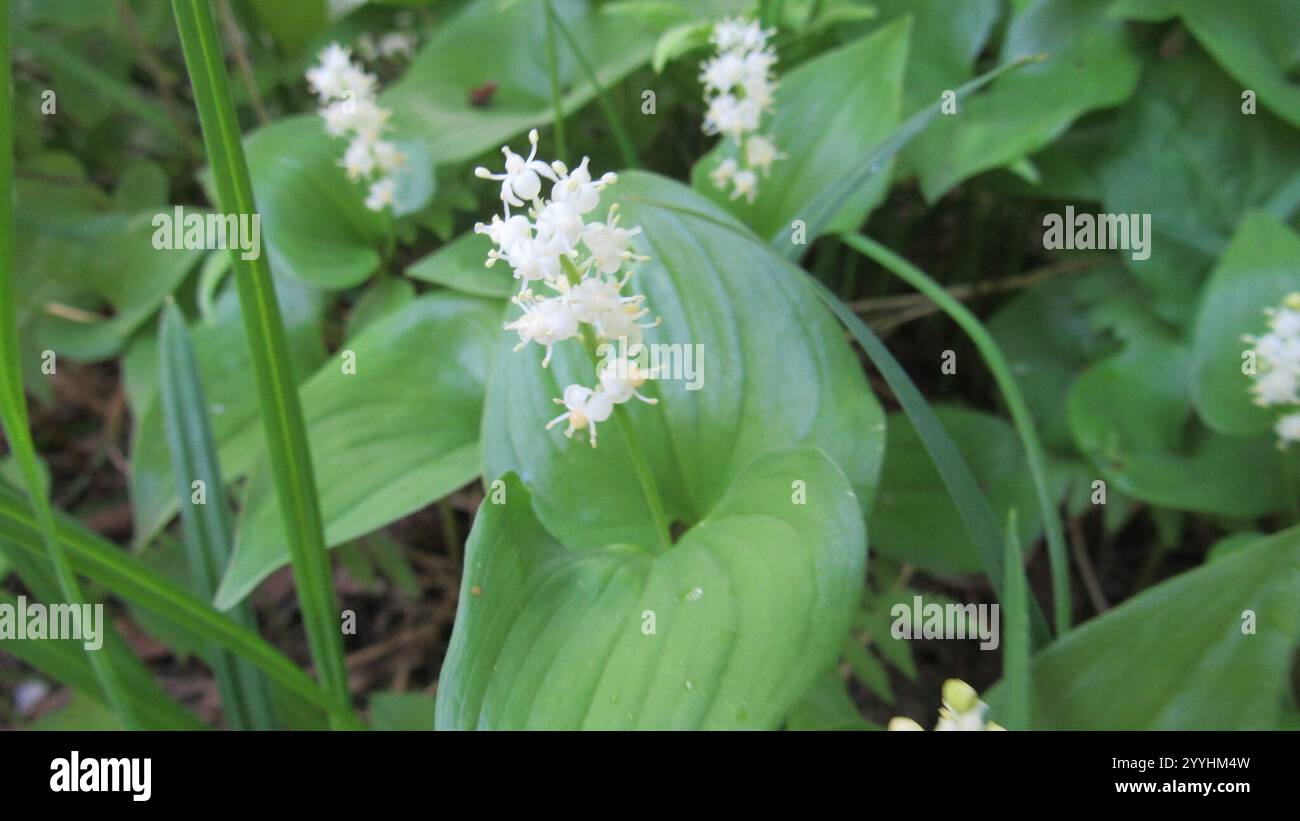 Western Lily of the Valley (Maianthemum dilatatum Stock Photo - Alamy