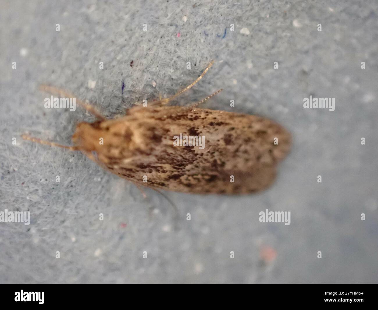 Brown House Moth (Hofmannophila pseudospretella Stock Photo - Alamy