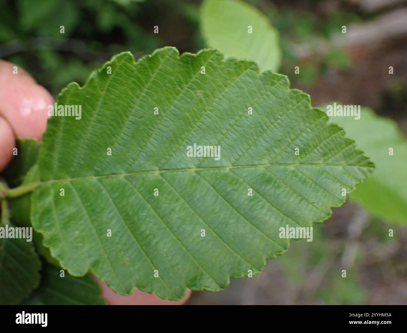 Red Alder (Alnus rubra Stock Photo - Alamy