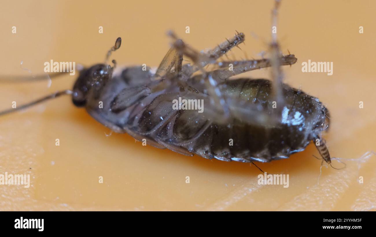 German Cockroach (Blattella germanica Stock Photo - Alamy