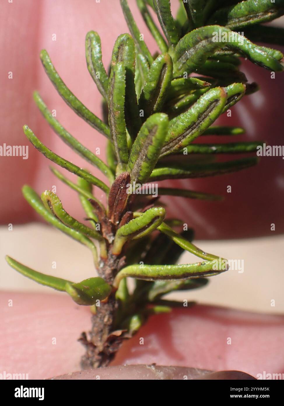 Yellow Mountain-heath (Phyllodoce glanduliflora Stock Photo - Alamy