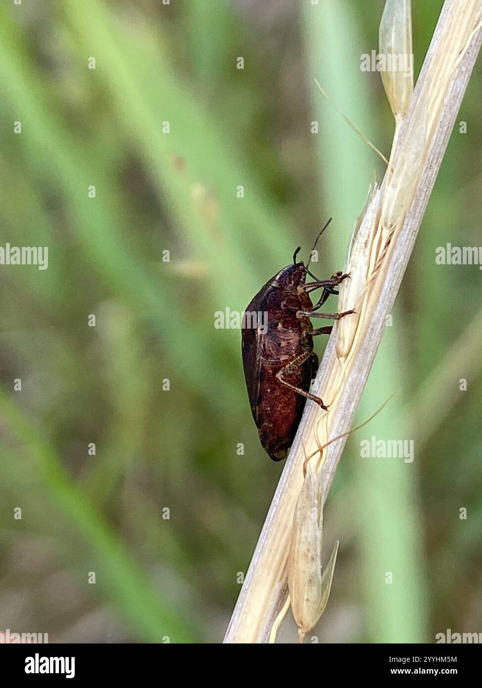 Tortoise Bug (Eurygaster testudinaria Stock Photo - Alamy