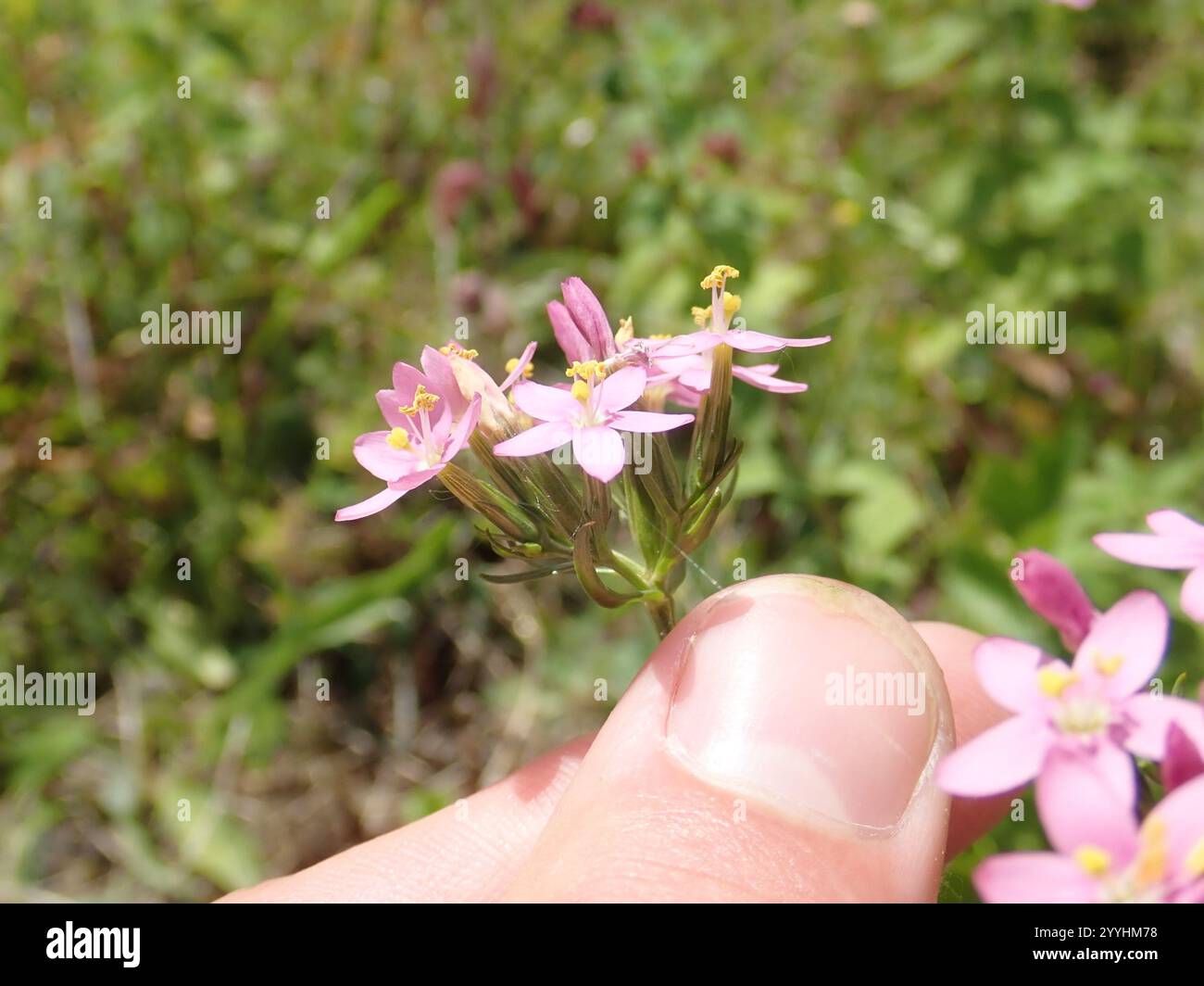 Lesser Centaury (Centaurium pulchellum Stock Photo - Alamy