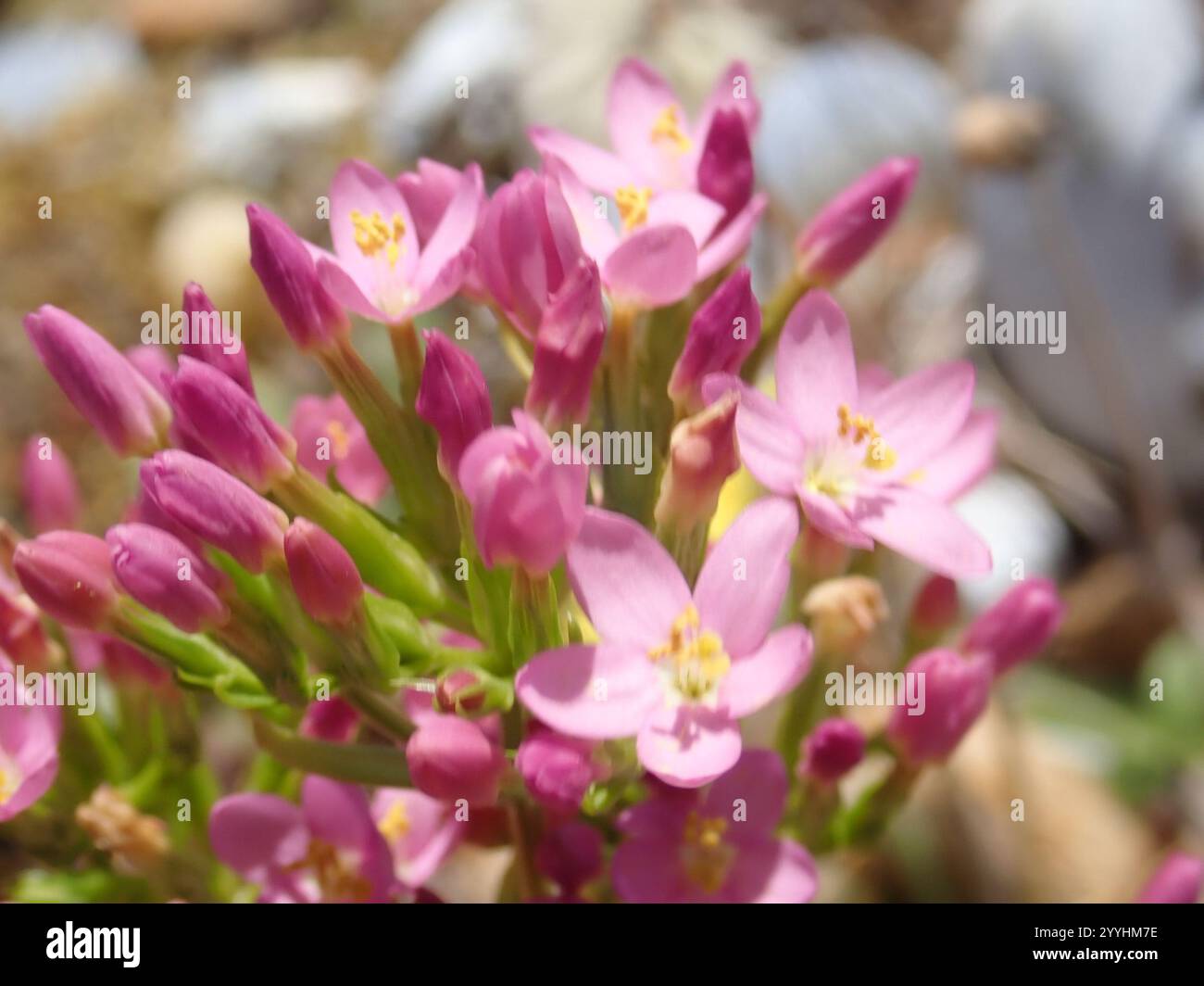Common centaury (Centaurium erythraea Stock Photo - Alamy