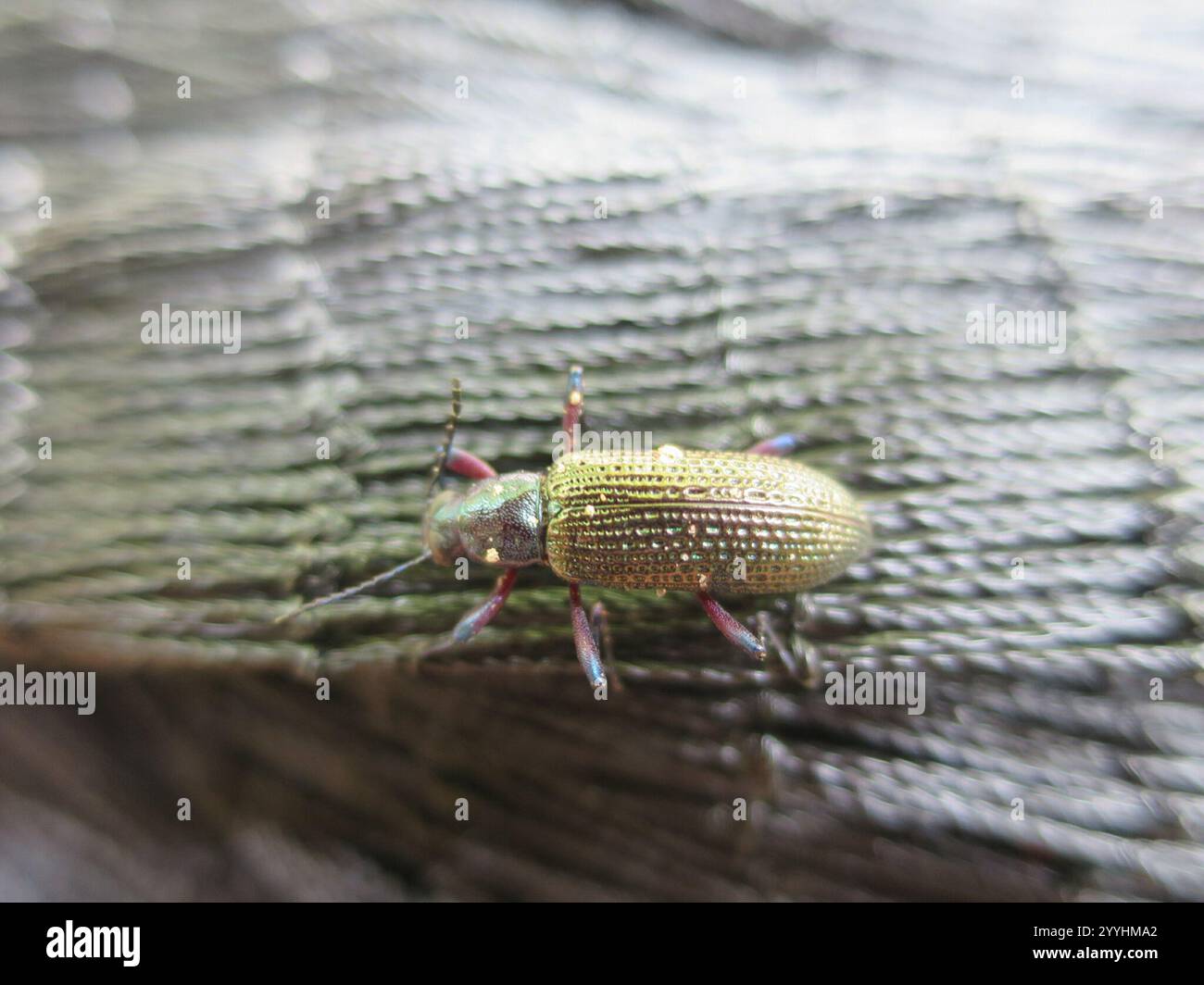 Strongylium hi-res stock photography and images - Alamy