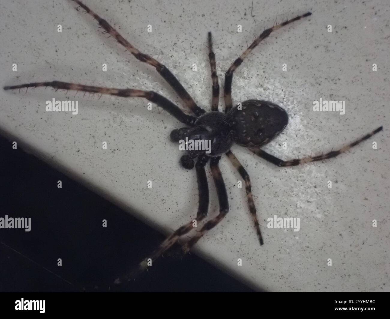 Walnut Orbweaver (Nuctenea umbratica Stock Photo - Alamy