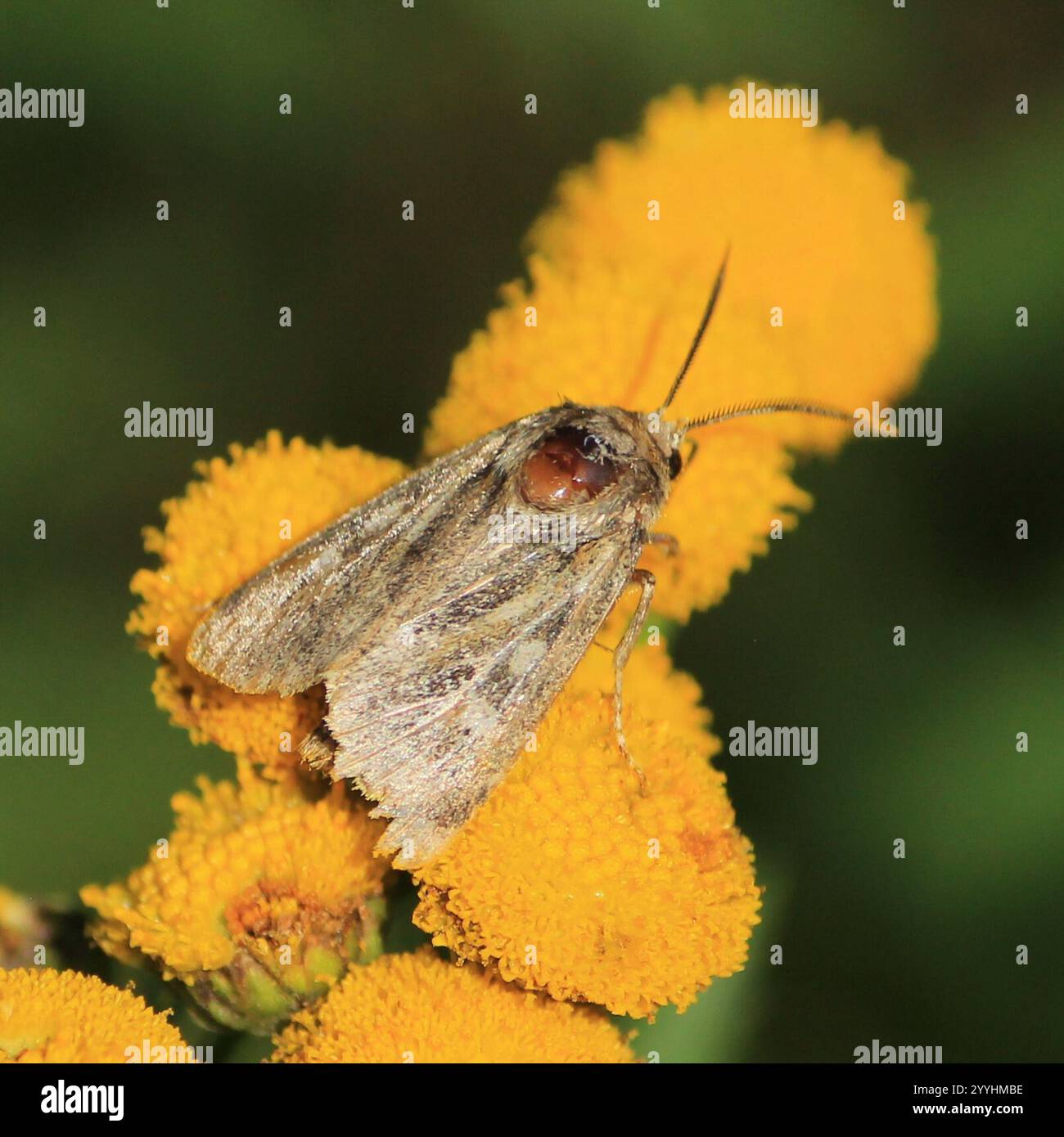 Antler Moth (Cerapteryx graminis Stock Photo - Alamy