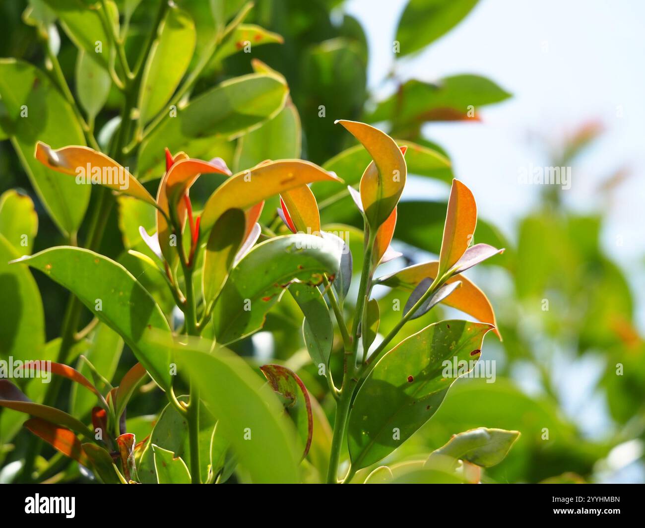 Cleyera japonica hi-res stock photography and images - Alamy