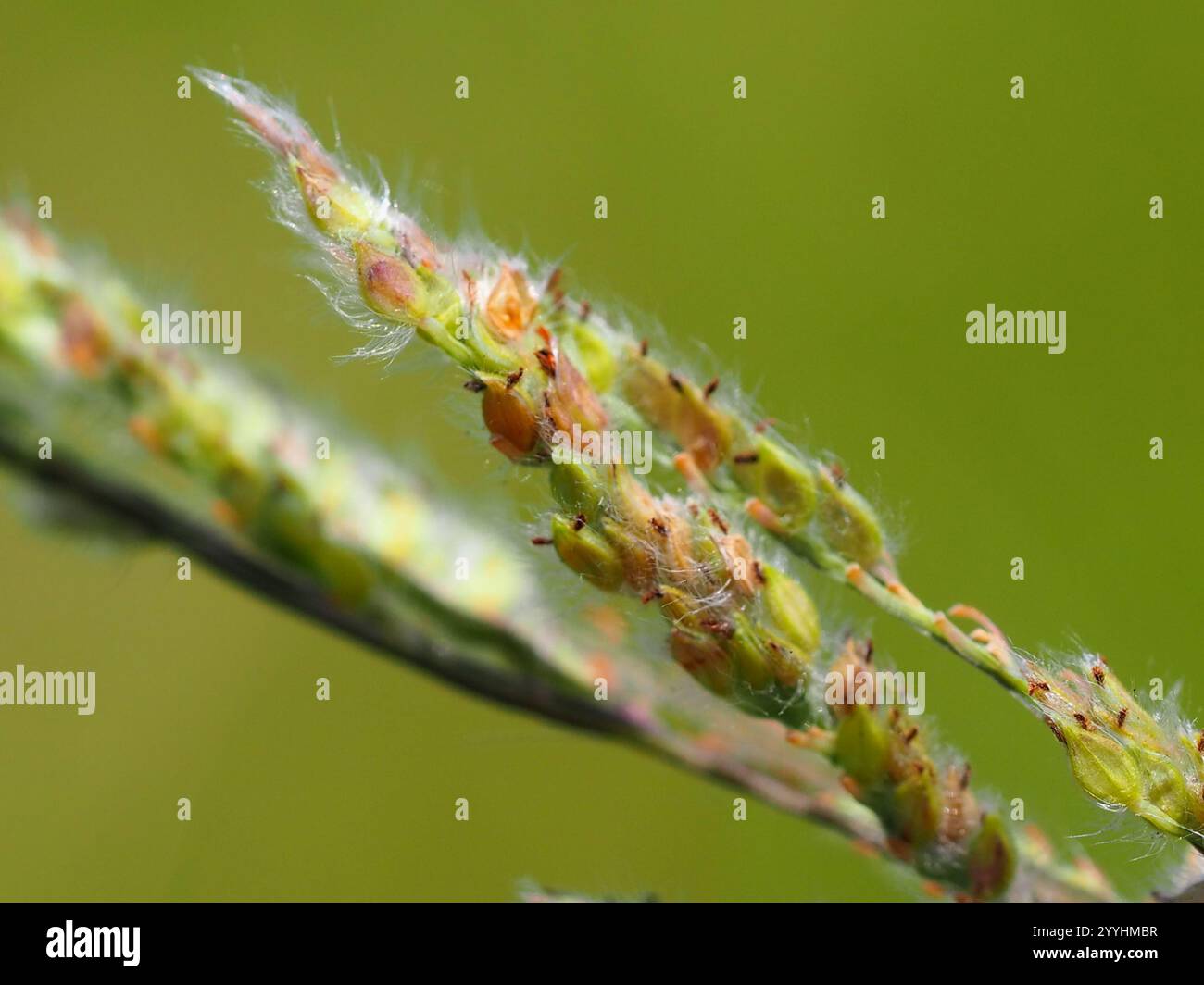 Vasey Grass (Paspalum urvillei Stock Photo - Alamy