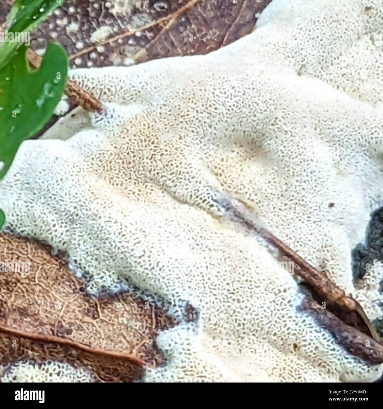 split porecrust (Xylodon paradoxus Stock Photo - Alamy