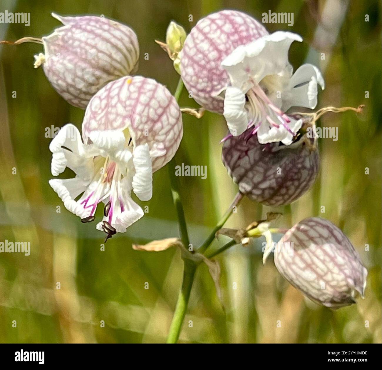 bladder campion (Silene vulgaris Stock Photo - Alamy