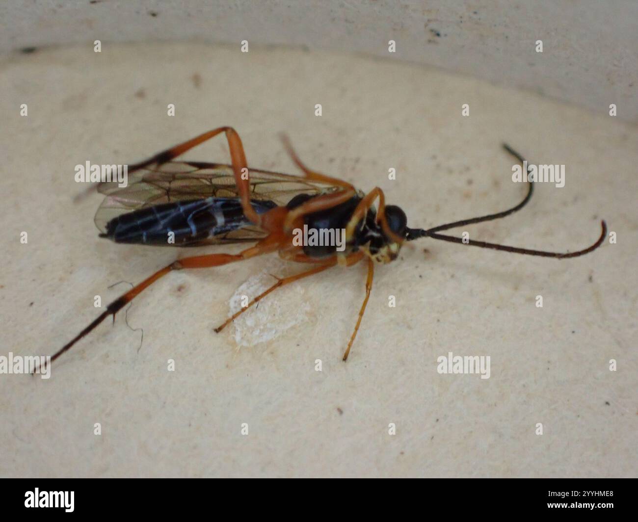 Diplazon laetatorius hi-res stock photography and images - Alamy