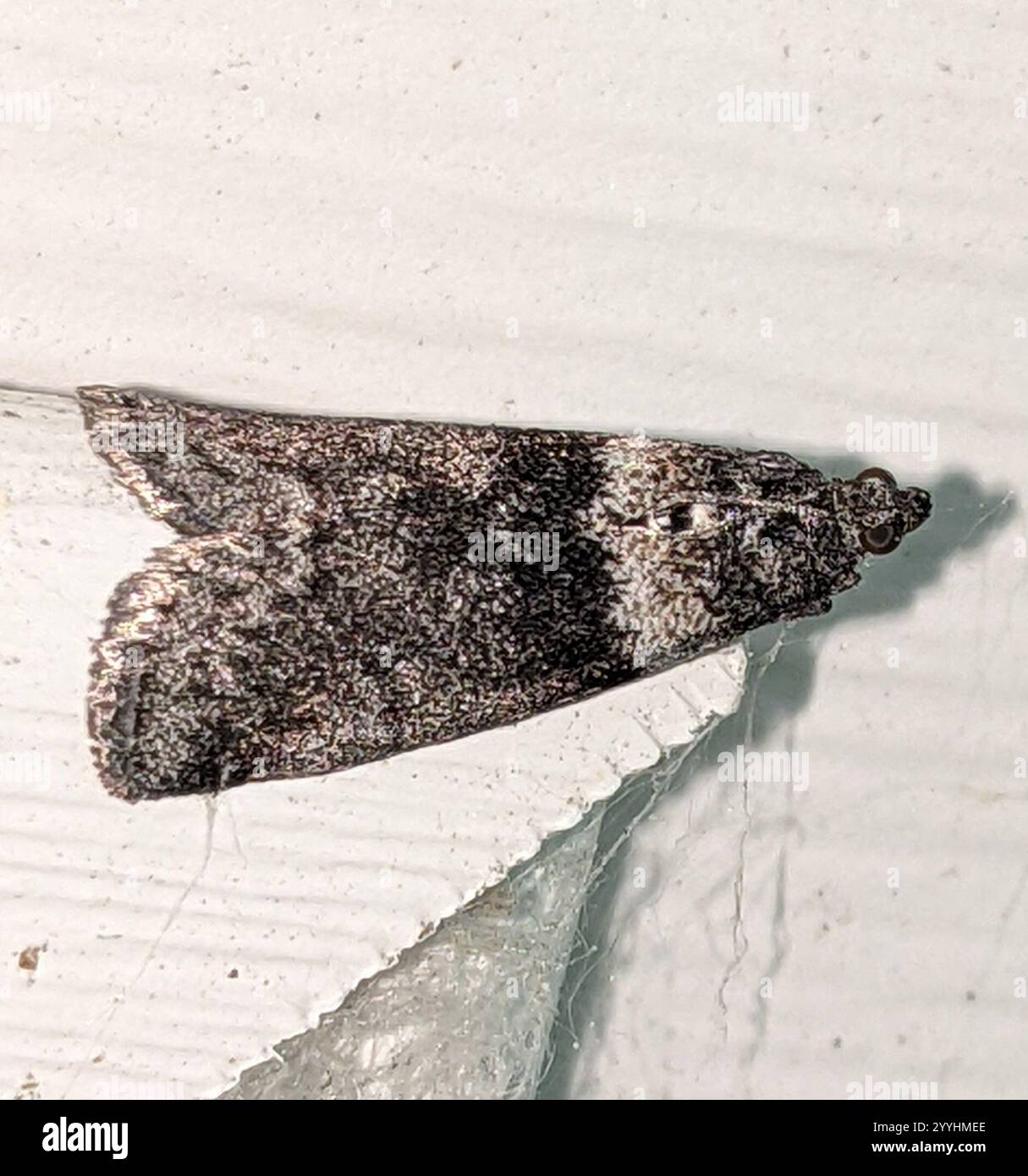 Lesser Aspen Webworm Moth (Meroptera pravella Stock Photo - Alamy