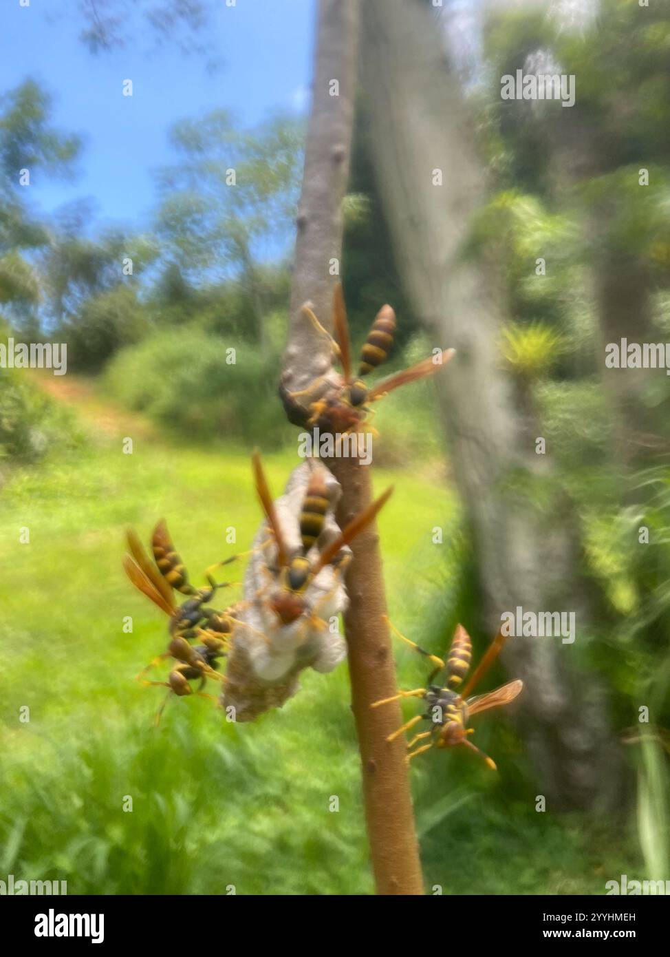 Caribbean Paper Wasp (Polistes crinitus Stock Photo - Alamy