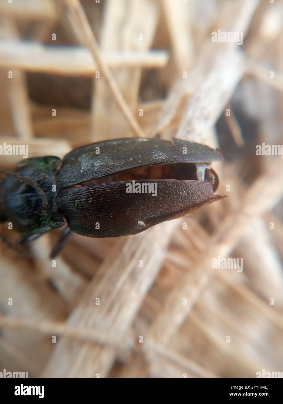 Bronze ground beetle hi-res stock photography and images - Alamy