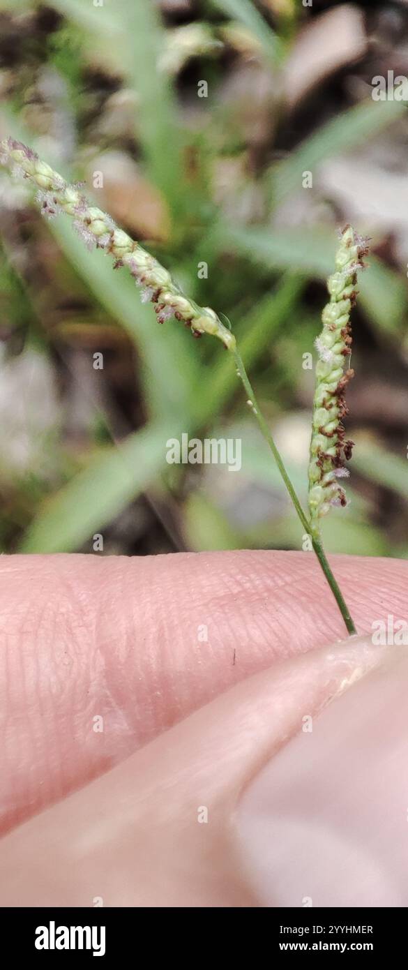 Blue Crowngrass (Paspalum caespitosum Stock Photo - Alamy