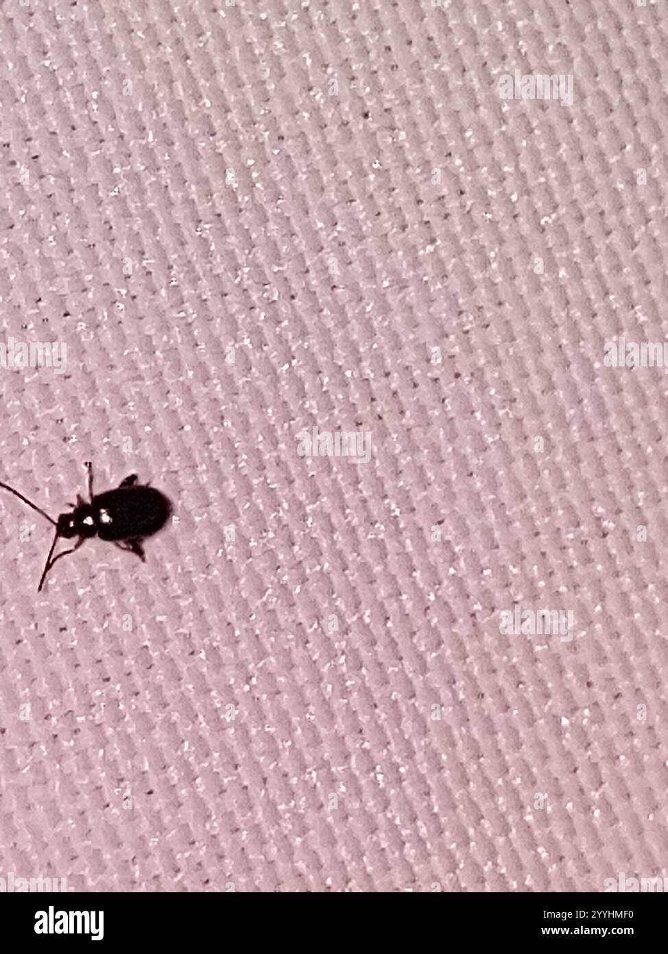 Cucujiform Beetles (Cucujiformia Stock Photo - Alamy