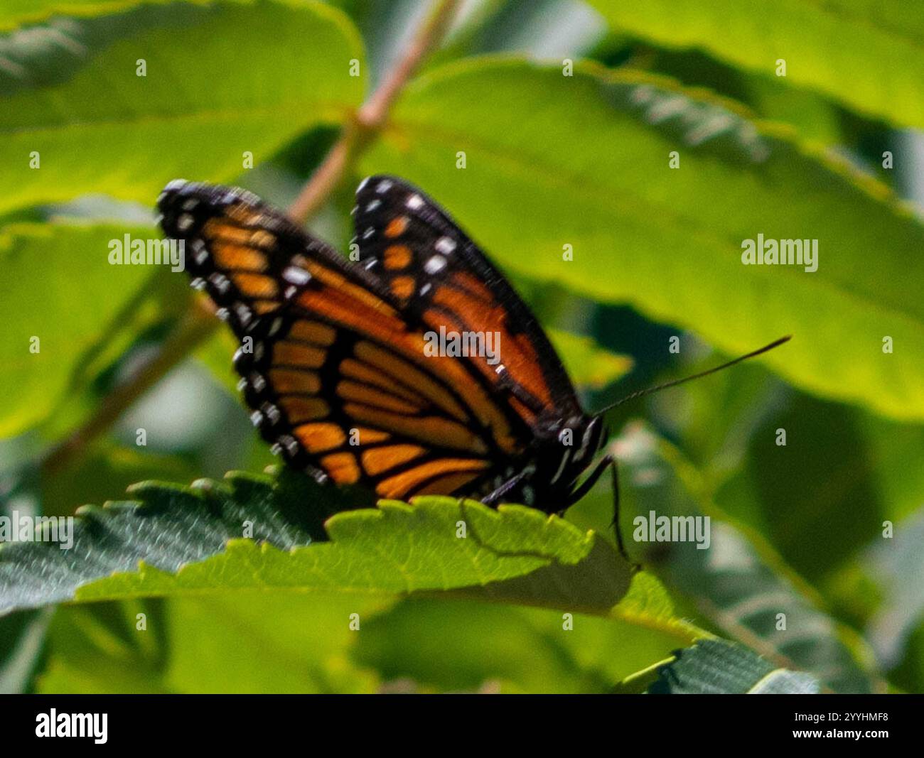 Viceroy (Limenitis archippus Stock Photo - Alamy