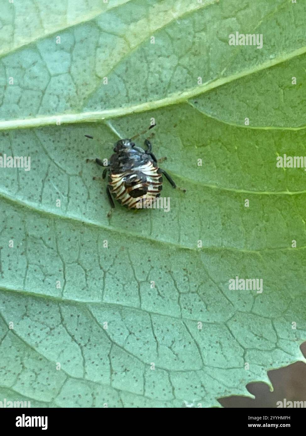 Green Stink Bug (Chinavia hilaris Stock Photo - Alamy