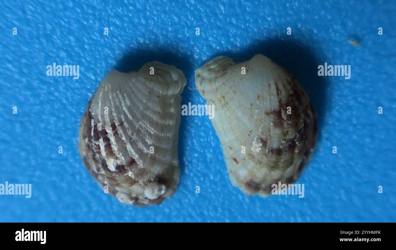 Cardita hi-res stock photography and images - Alamy