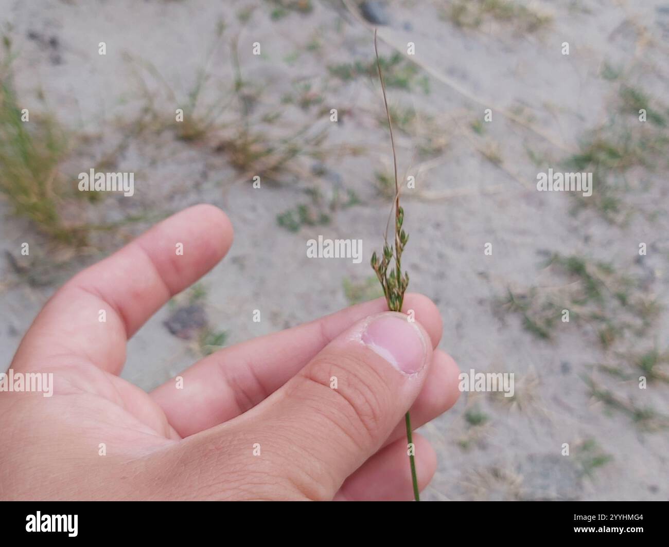 Slender Path Rush (Juncus tenuis Stock Photo - Alamy