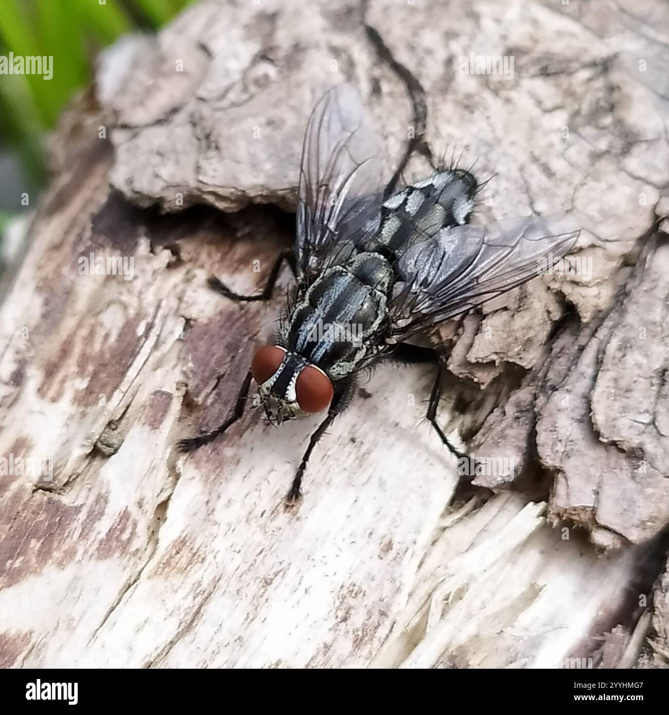Common Flesh Flies (Sarcophaga Stock Photo - Alamy