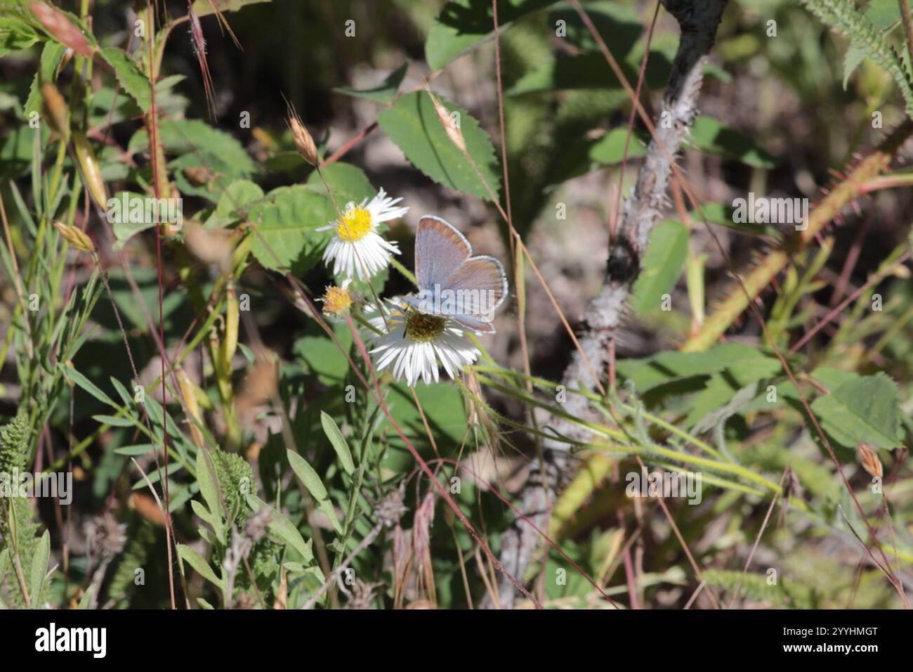 Anna's Blue (Plebejus anna Stock Photo - Alamy