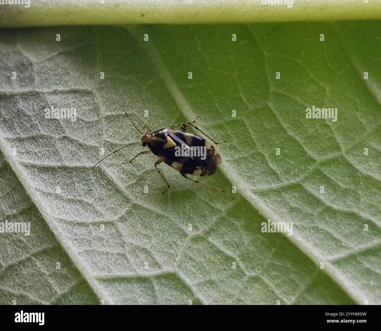 Three Spotted Nettle Bug (Liocoris tripustulatus Stock Photo - Alamy
