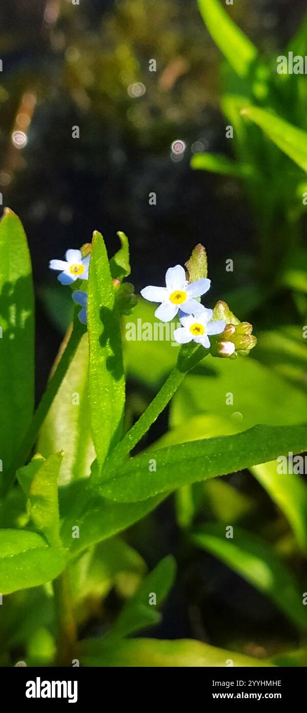water forget-me-not (Myosotis scorpioides Stock Photo - Alamy