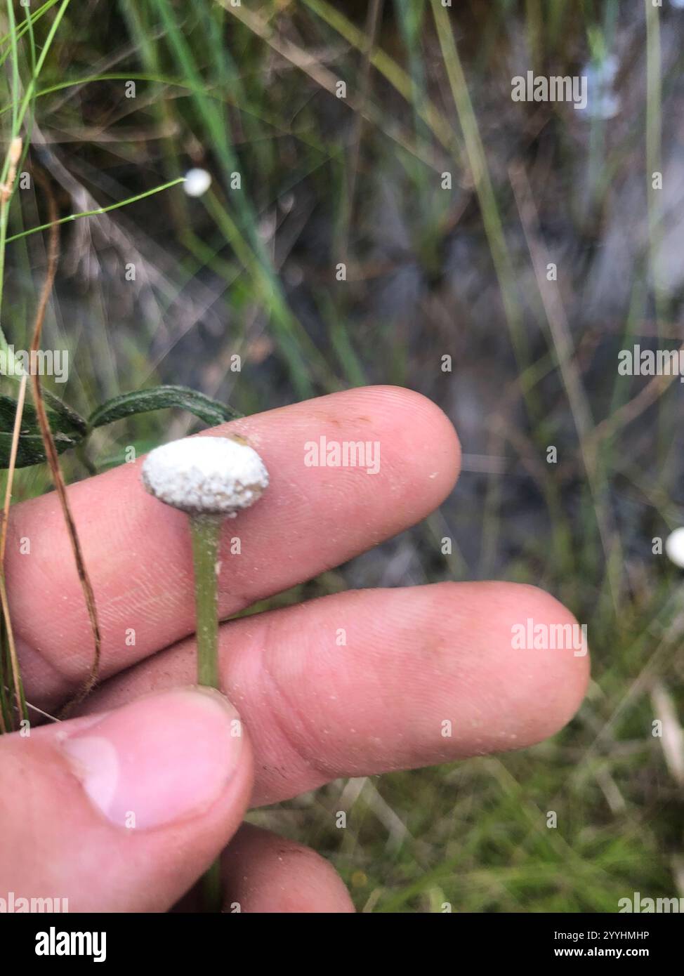 Flattened Pipewort (Eriocaulon compressum Stock Photo - Alamy
