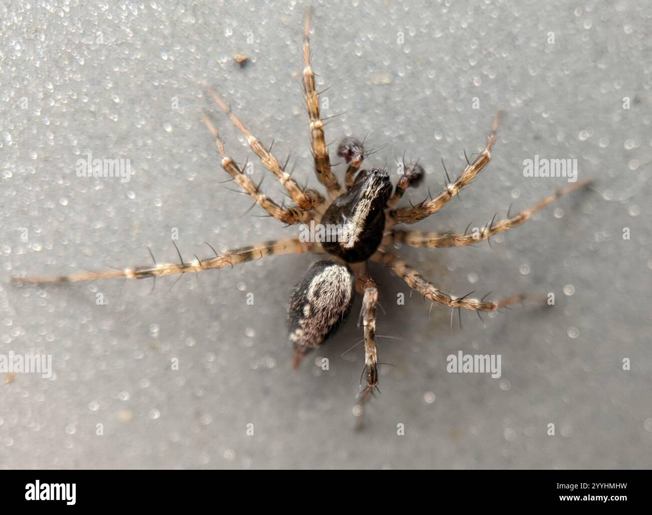 Toothed Weaver (Textrix denticulata Stock Photo - Alamy