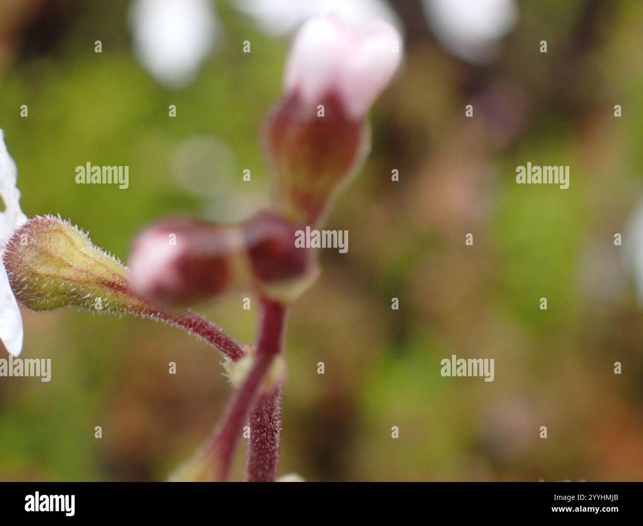 smallflower woodland star (Lithophragma parviflorum Stock Photo - Alamy