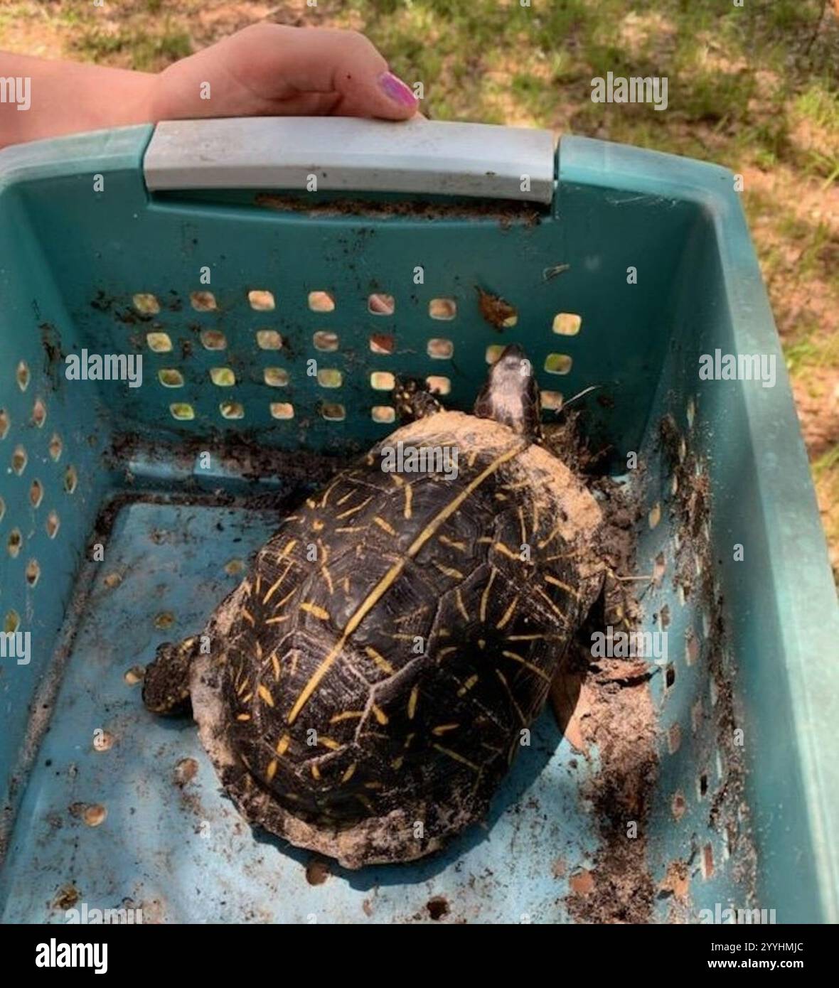 Florida Box Turtle (Terrapene carolina bauri Stock Photo - Alamy