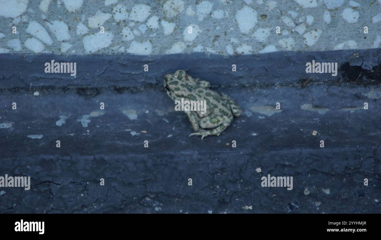 European Green Toad (Bufotes viridis viridis Stock Photo - Alamy