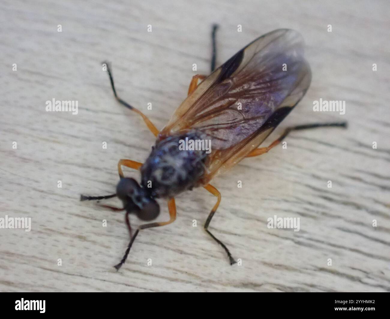 Beris hi-res stock photography and images - Alamy