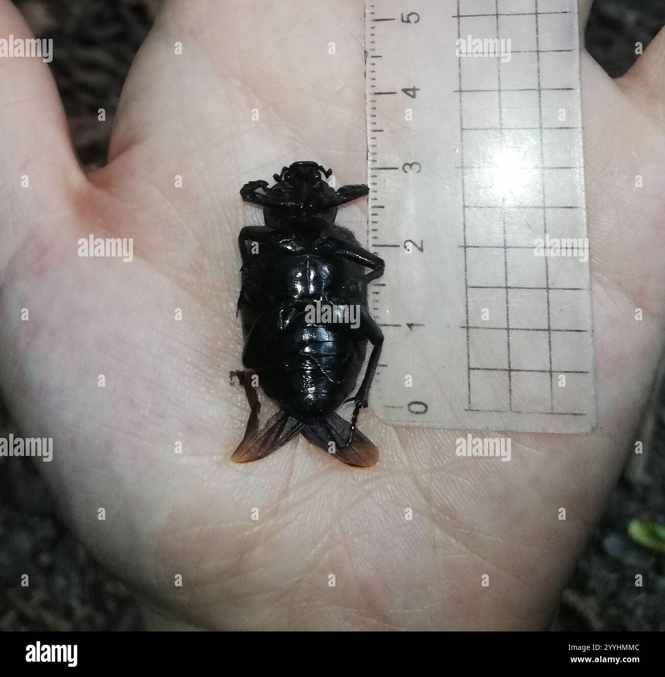 Typical Hermit Beetles (Osmoderma Stock Photo - Alamy