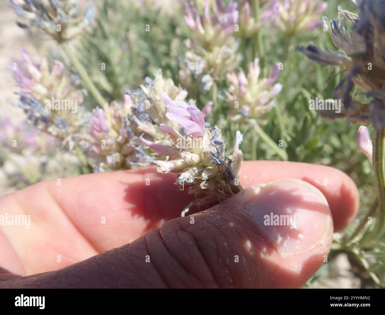 Prairie Milkvetch (Astragalus laxmannii robustior Stock Photo - Alamy