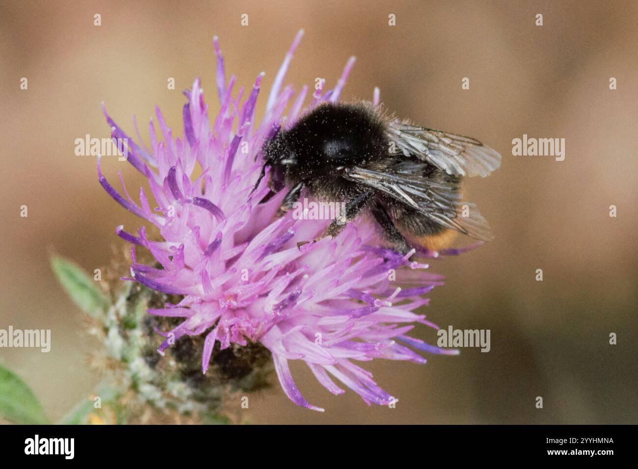 Red-tailed Bumble Bee (Bombus lapidarius Stock Photo - Alamy