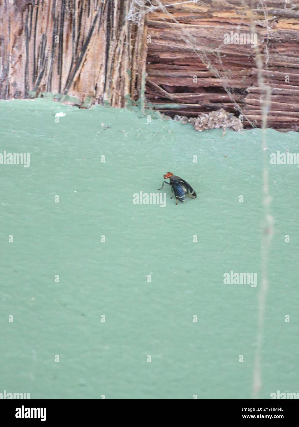 Platystomatidae hi-res stock photography and images - Alamy