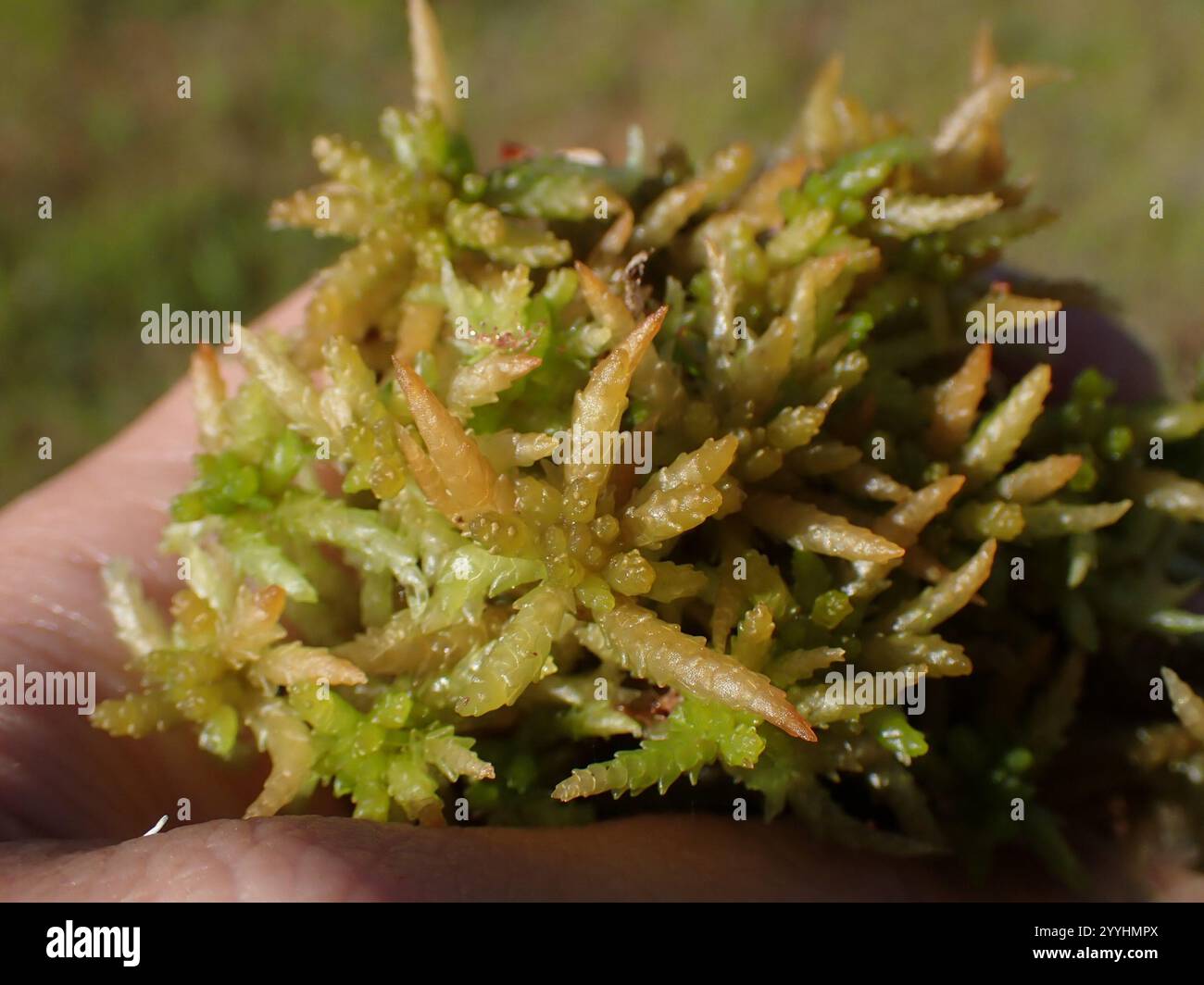 Papillose sphagnum hi-res stock photography and images - Alamy