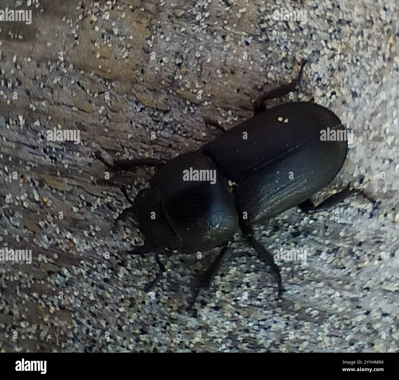 Lesser Stag Beetle (Dorcus parallelipipedus Stock Photo - Alamy