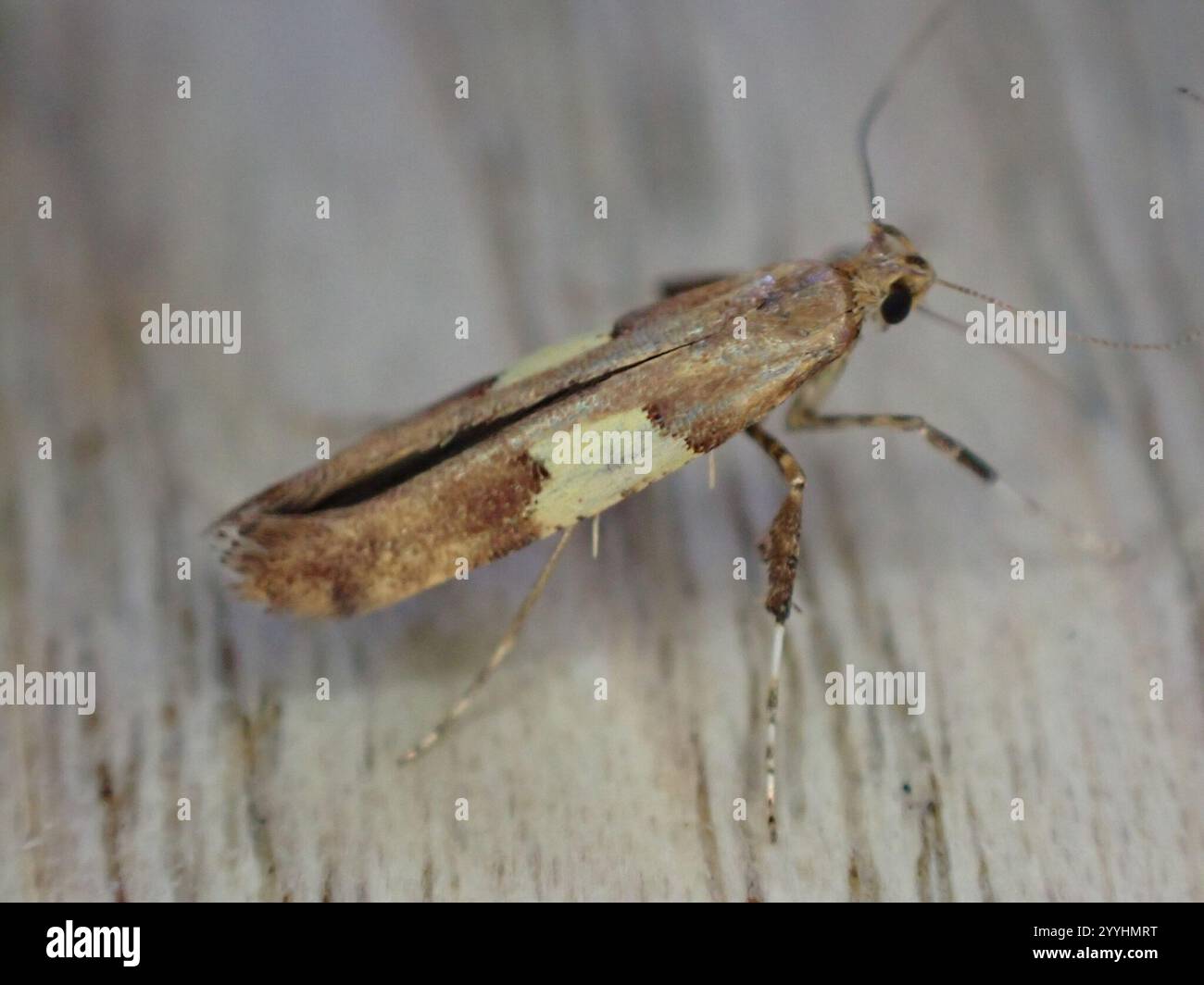 Willow Leafcone Caterpillar Moth (Caloptilia stigmatella Stock Photo ...