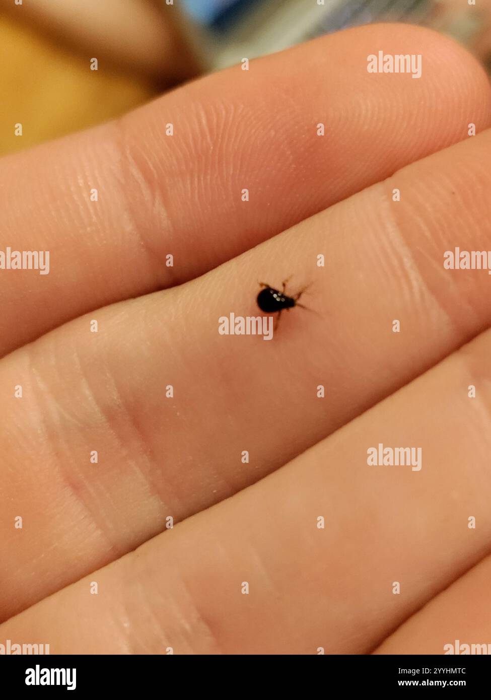 Smooth Spider Beetle (Gibbium aequinoctiale Stock Photo - Alamy