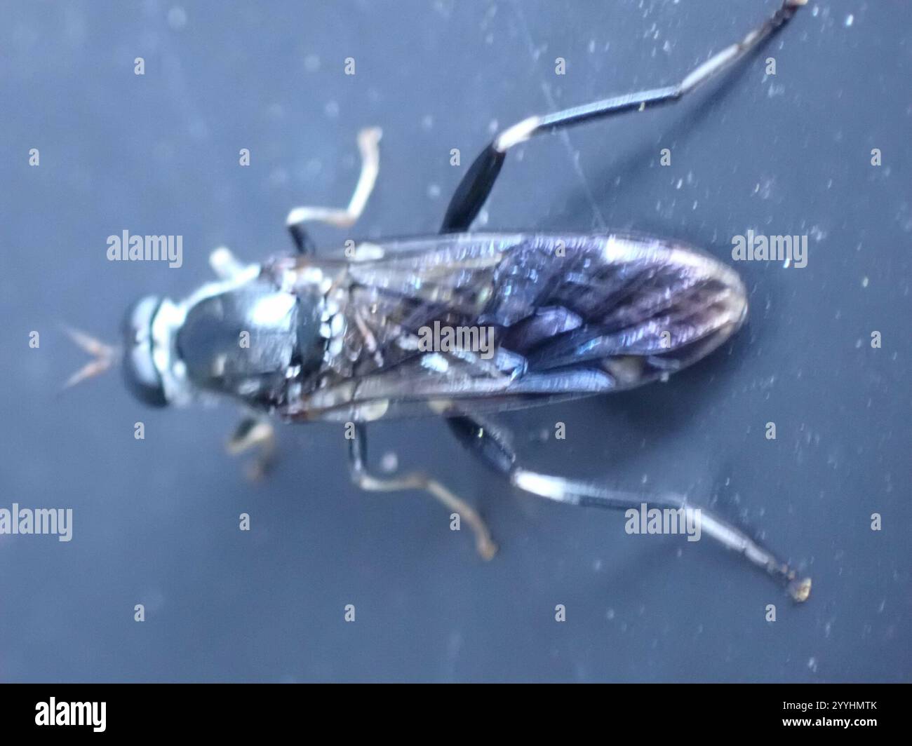 Garden soldier fly (Exaireta spinigera Stock Photo - Alamy